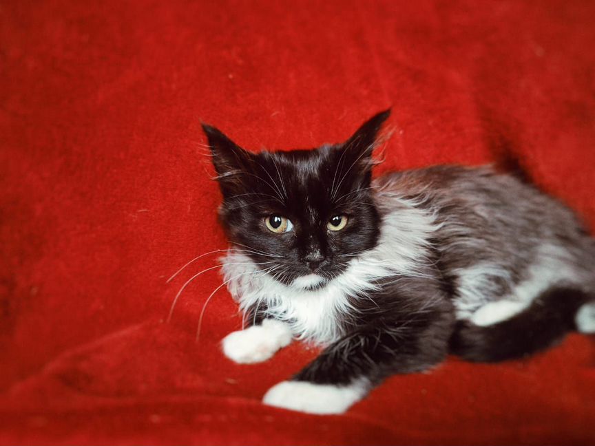 Котенок Теон Мурр 3,5 мес в добрые руки пушистый