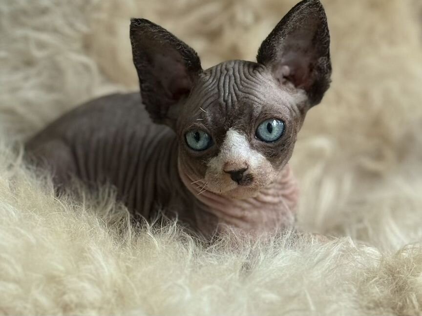 Канадский сфинкс