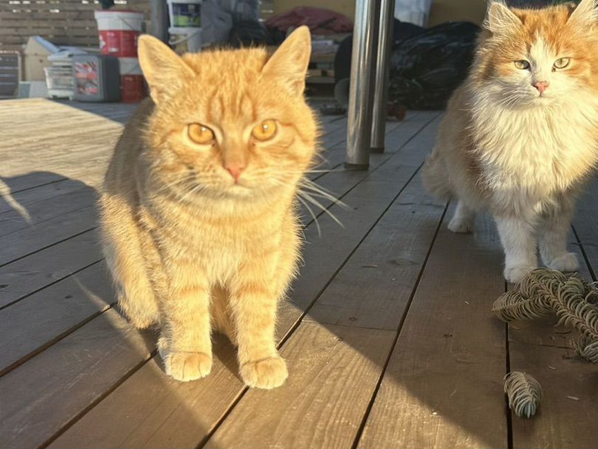 Котята в добрые руки