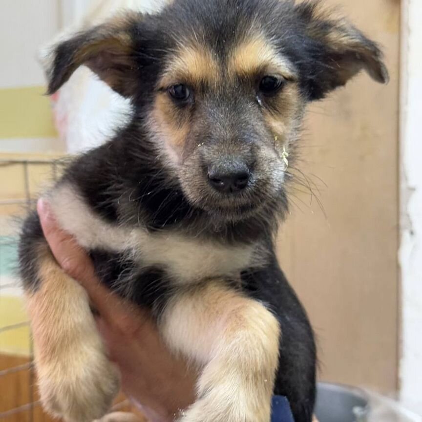 Щенок ищет семью