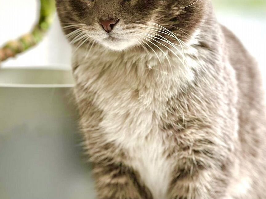 Котик мышелов в добрые руки