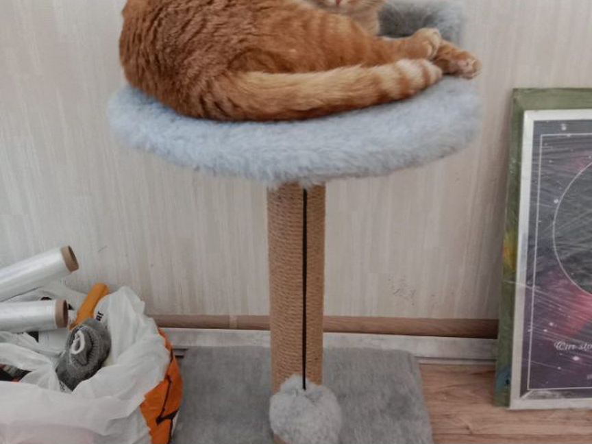 Кот в добрые руки кострированый