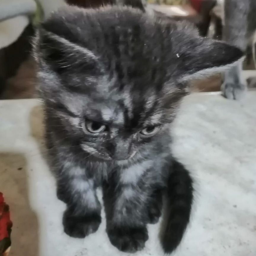 Шотландский прямоухий короткошёрстный котёнок