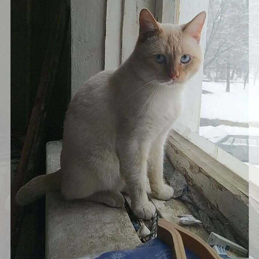 Кот в добрые руки тайский