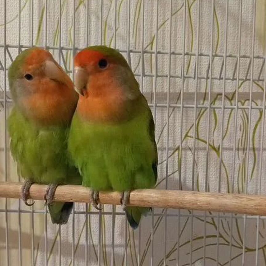 Попугай неразлучники