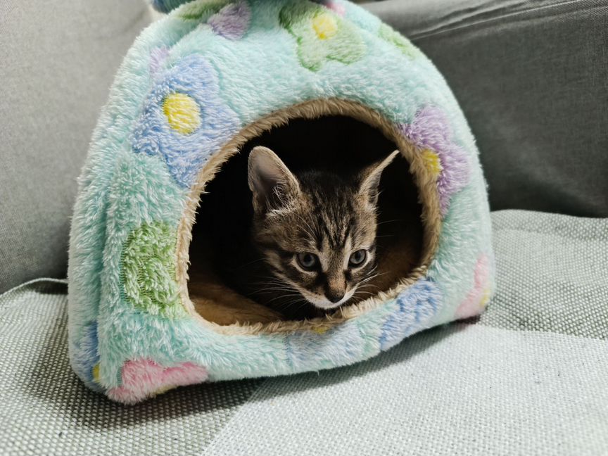 Домик для котенка