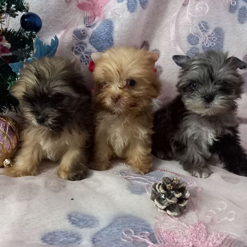 Йоркширский терьер, щенок