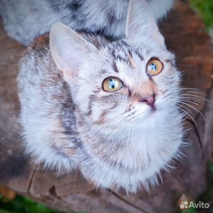 Котенок с открытки