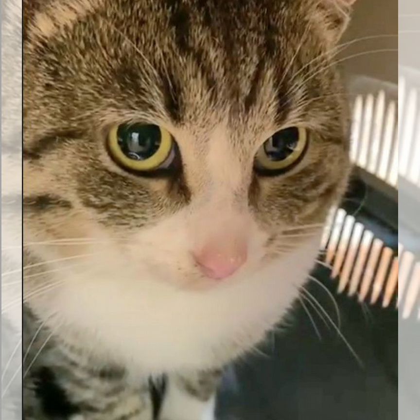 Взрослый кот в добрые руки