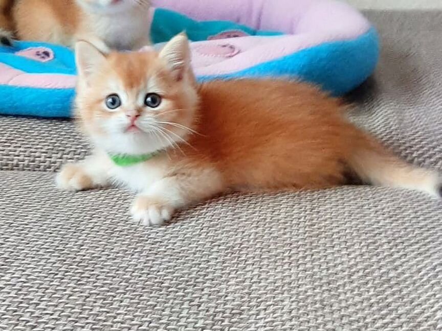 Британские котята. ny12