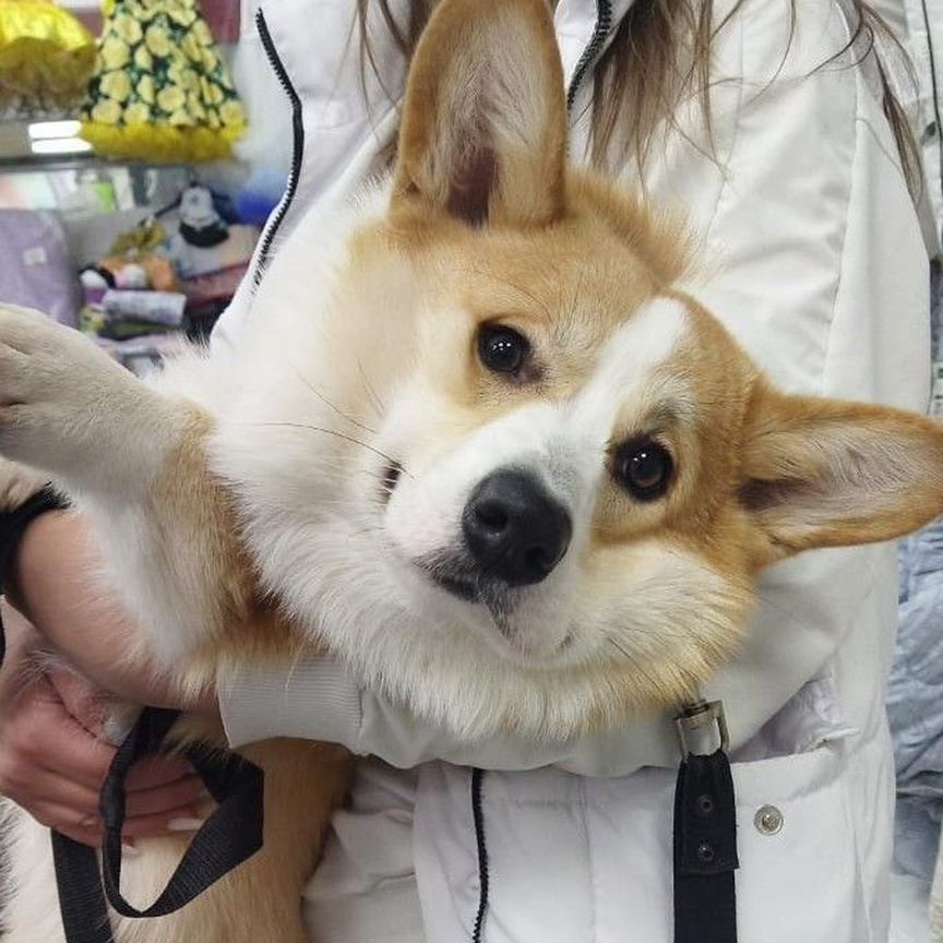 Вельш-корги пемброк кобель