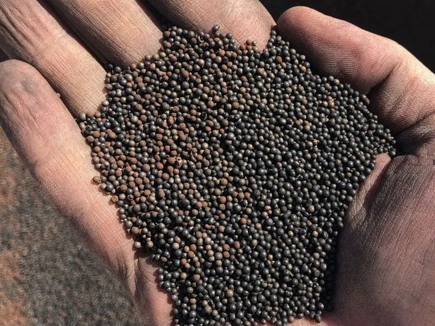 Горчица черная семенная София