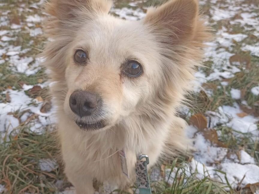 Собака в добрые руки