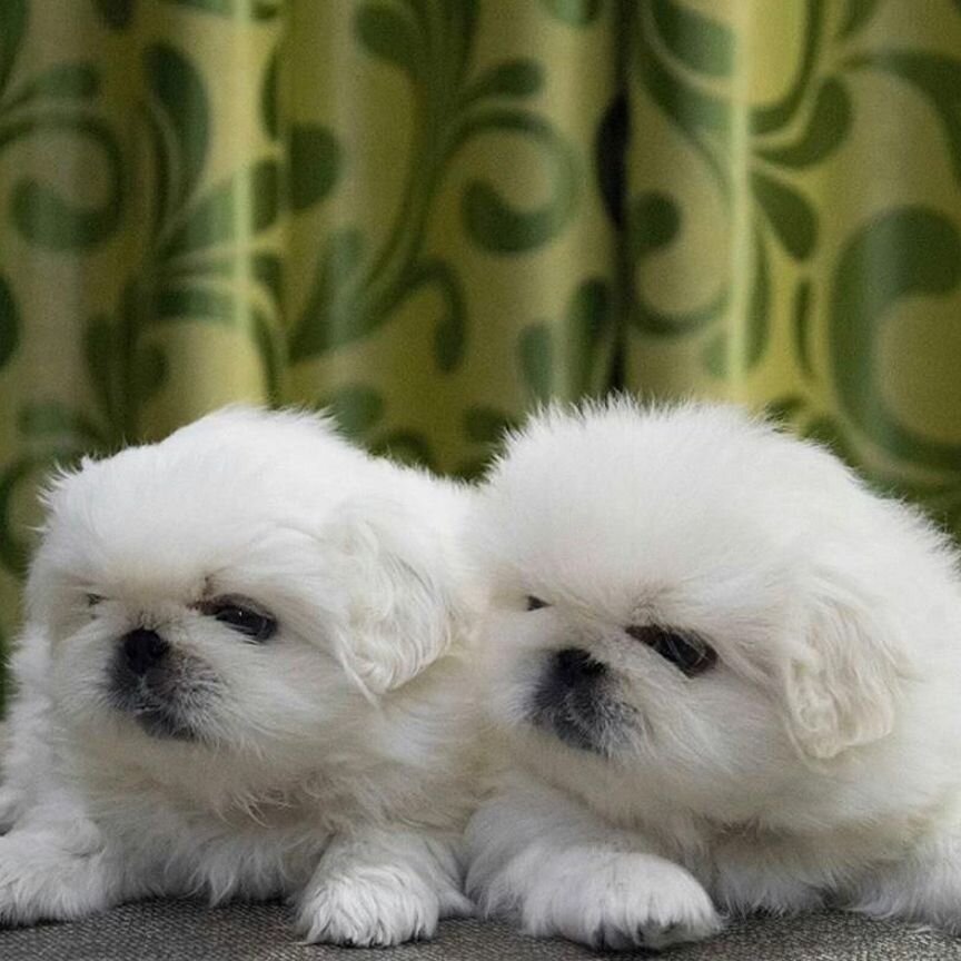 Щеночки, Королевский Пекинес