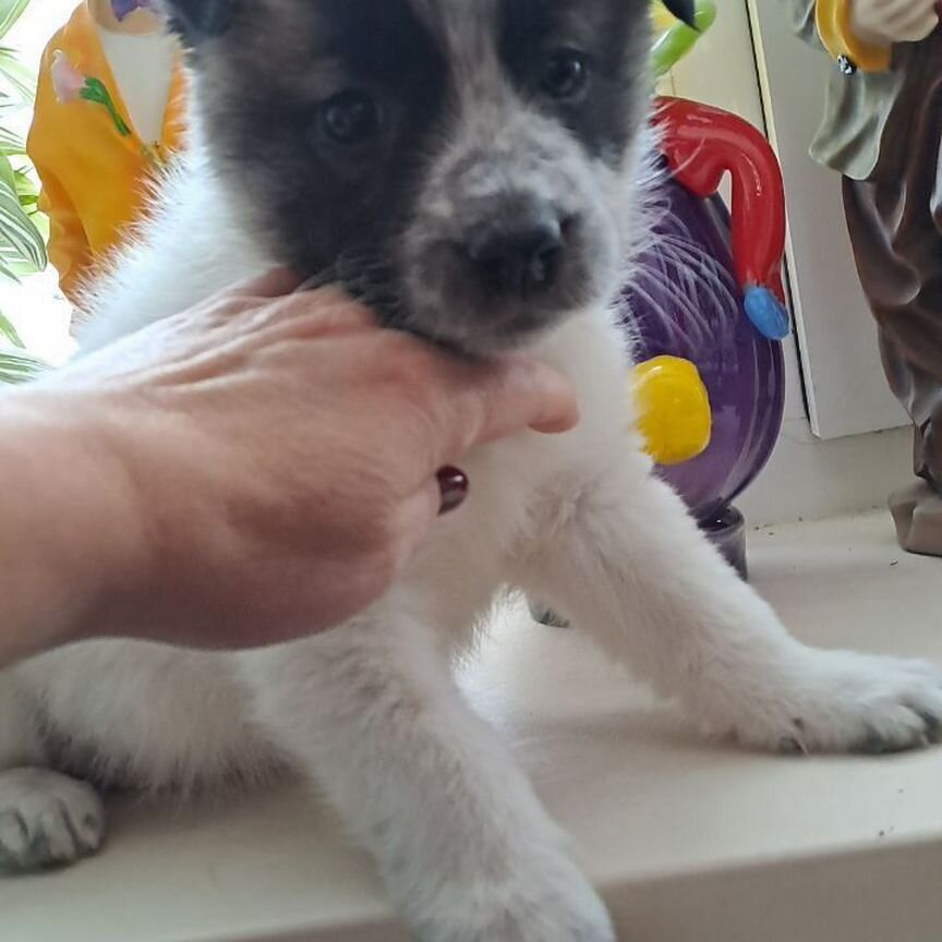 Малыш 1 мес в добрую семью