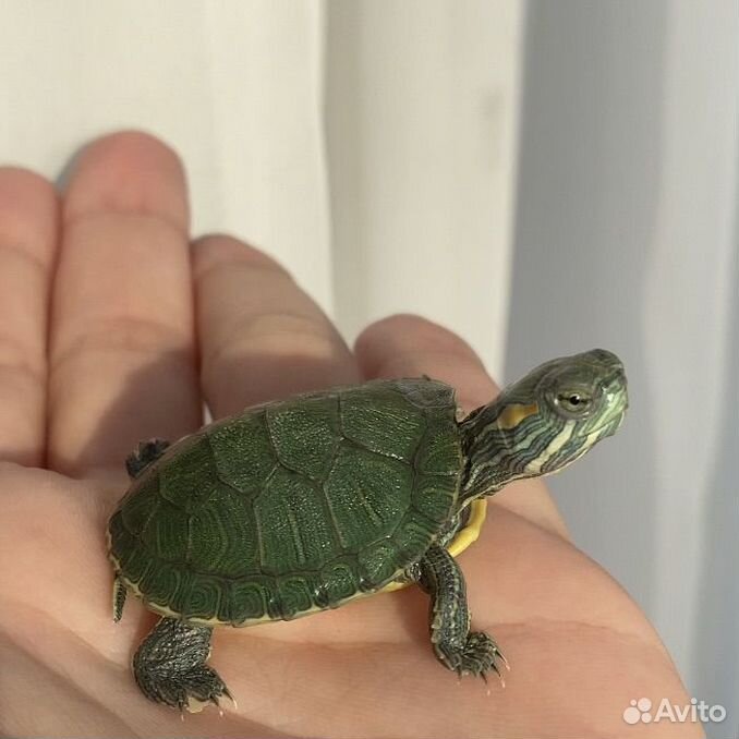 Красноухая черепаха маленькая