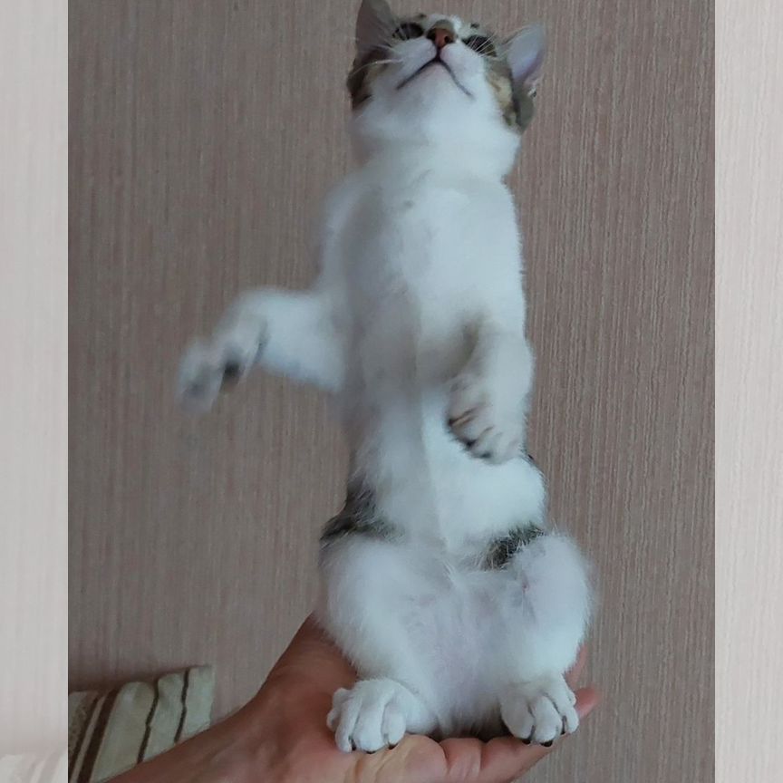 Котята в добрые руки бесплатно