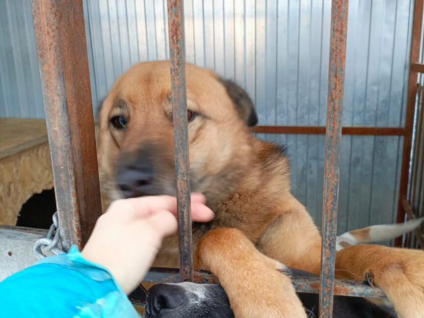 Собака в добрые руки