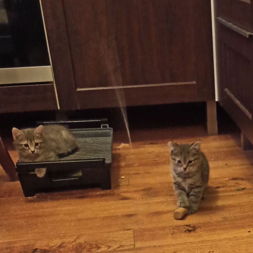 Котята от домашней кошки