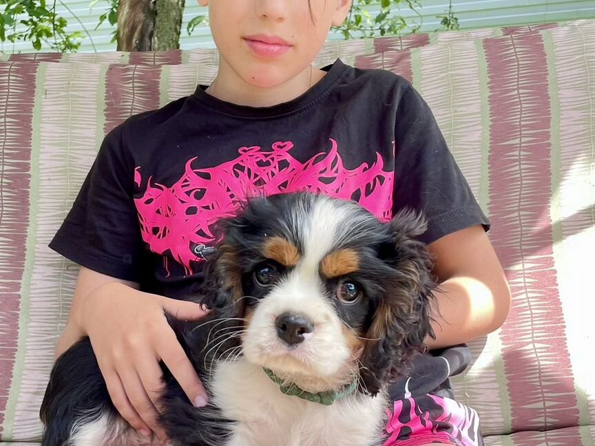 Кавалер кинг чарльз спаниель