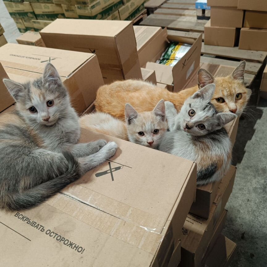 Котята в добрые руки