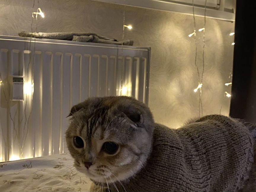 Свитер для кошки/ панама ручной работы