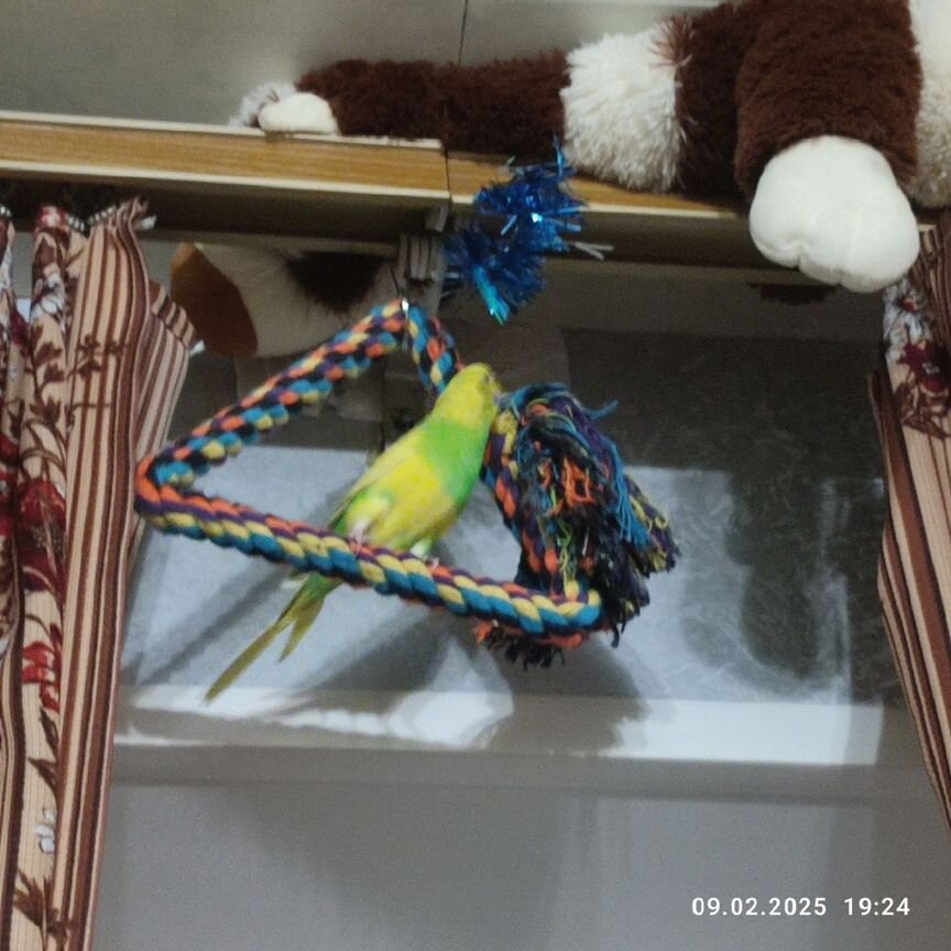 Волнистый попугай