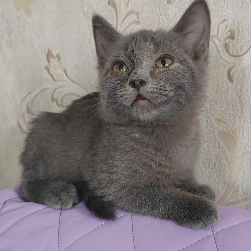 Русский голубой котёнок