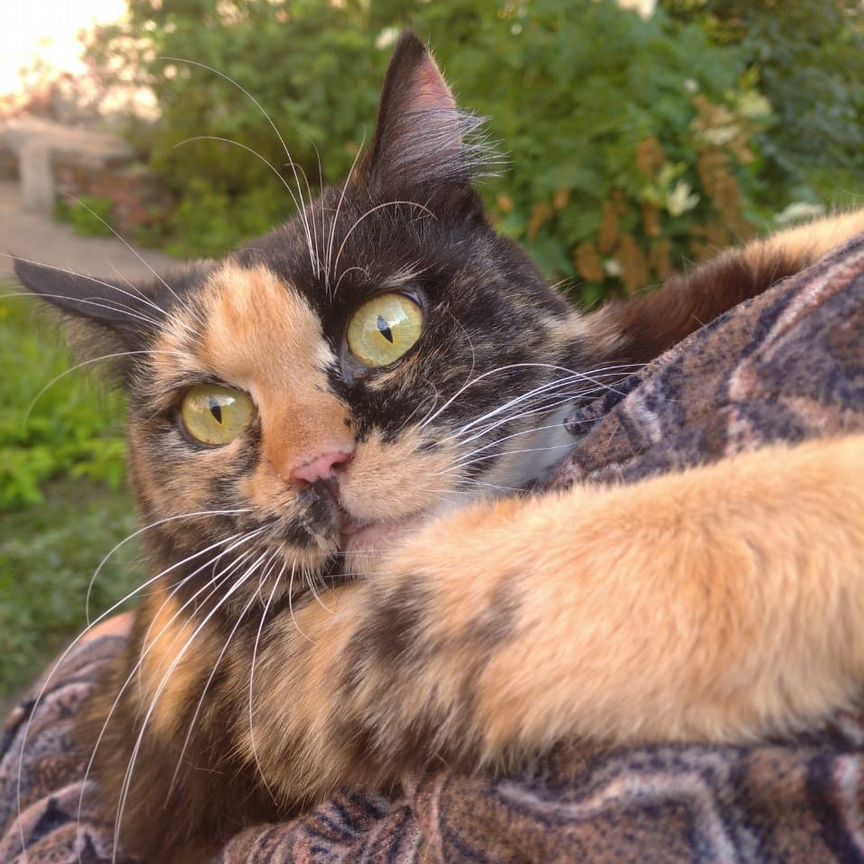Кошка