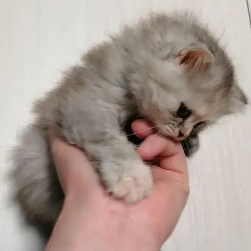 Шотландский вислоухий длинношёрстный котёнок