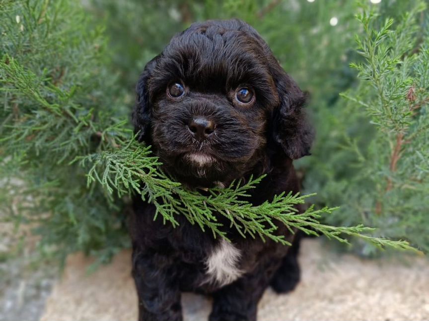 Мальтипу черный мальчик