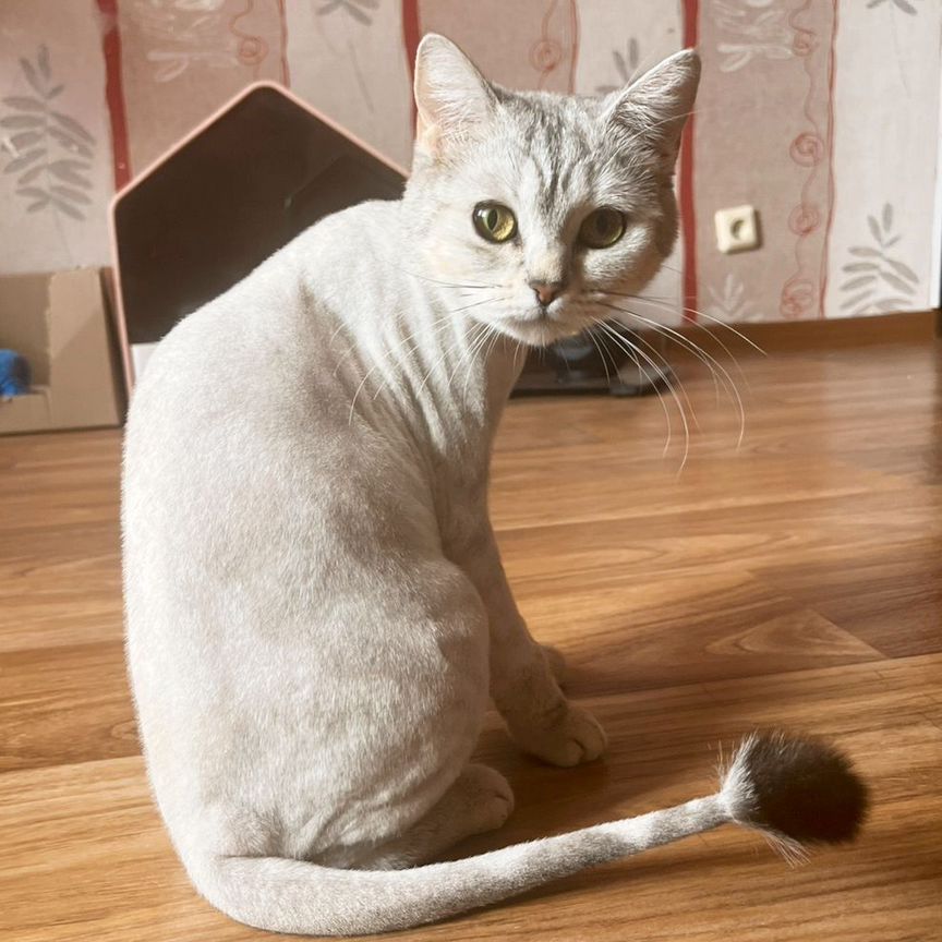Кошка шотладская