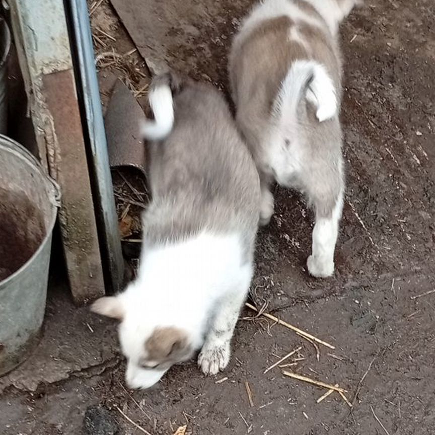 Продаются щенки зсл