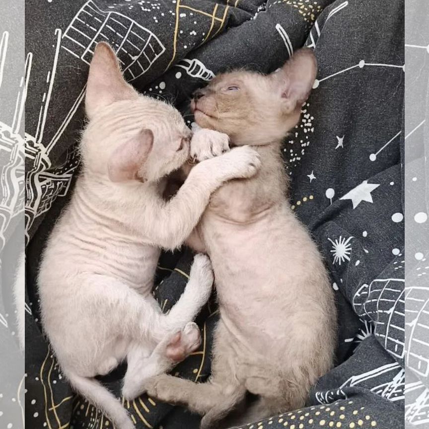 Канадский сфинкс котёнок