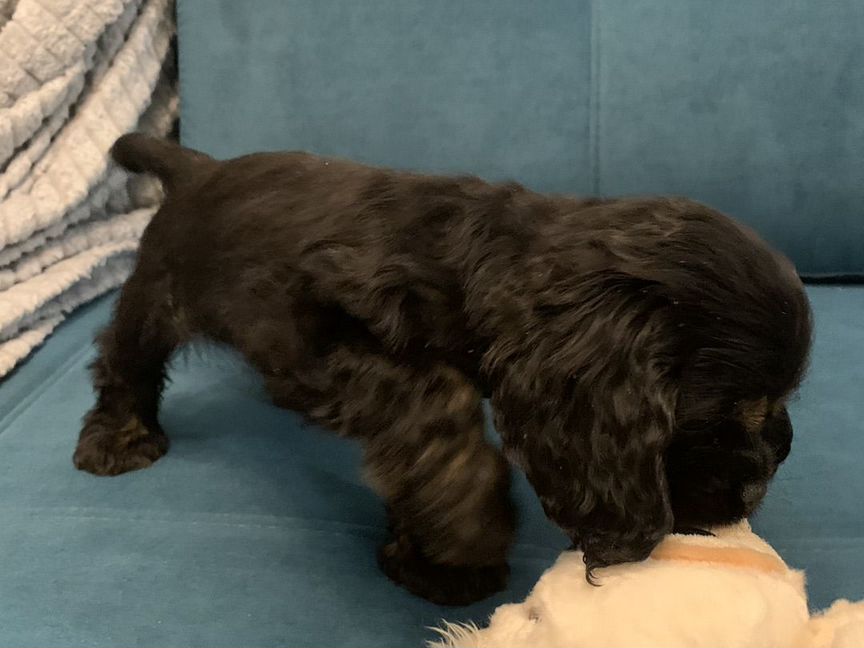 Щенки американского кокер спаниеля