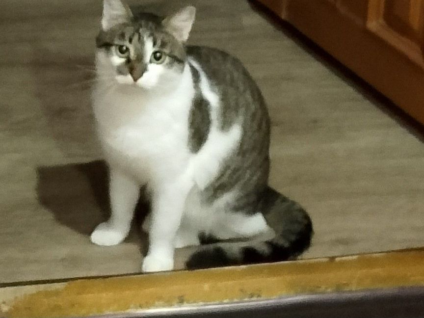 Котик разговорчивый, Тишка, до года, кастрат