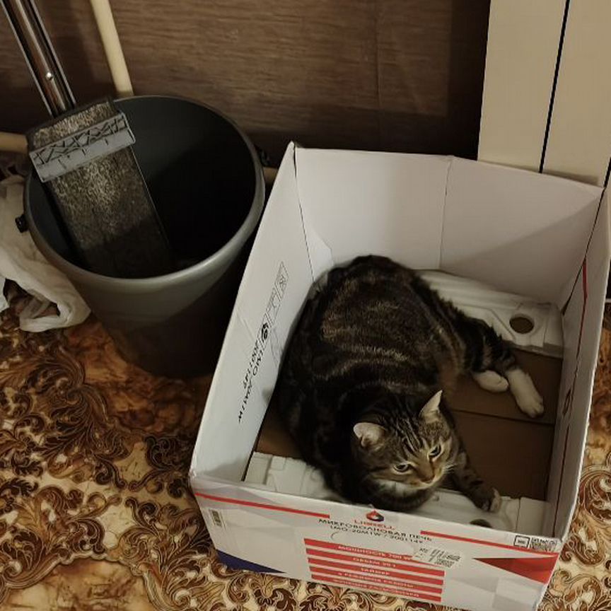 Взрослый кот в добрые руки