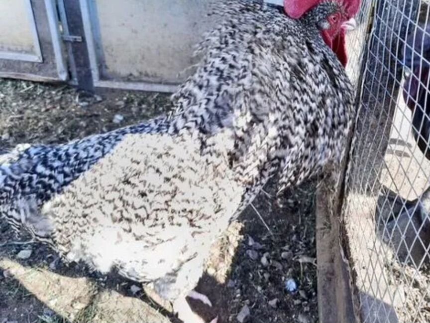 Молодой петух 1 год