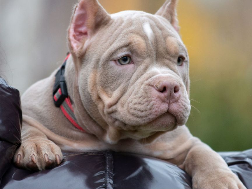 Американский булли покет