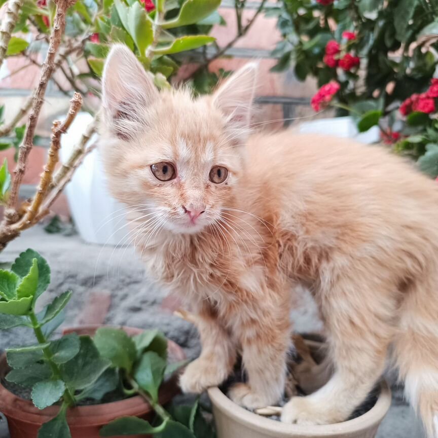 С весны в добрые руки дом ищет рыжая кошечка