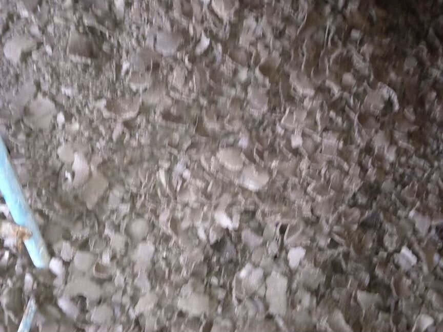 Жмых ракушка