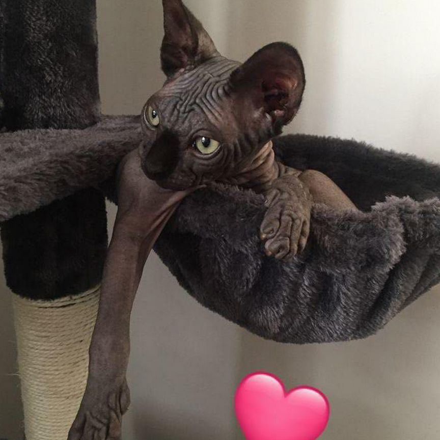 Канадский сфинкс котёнок