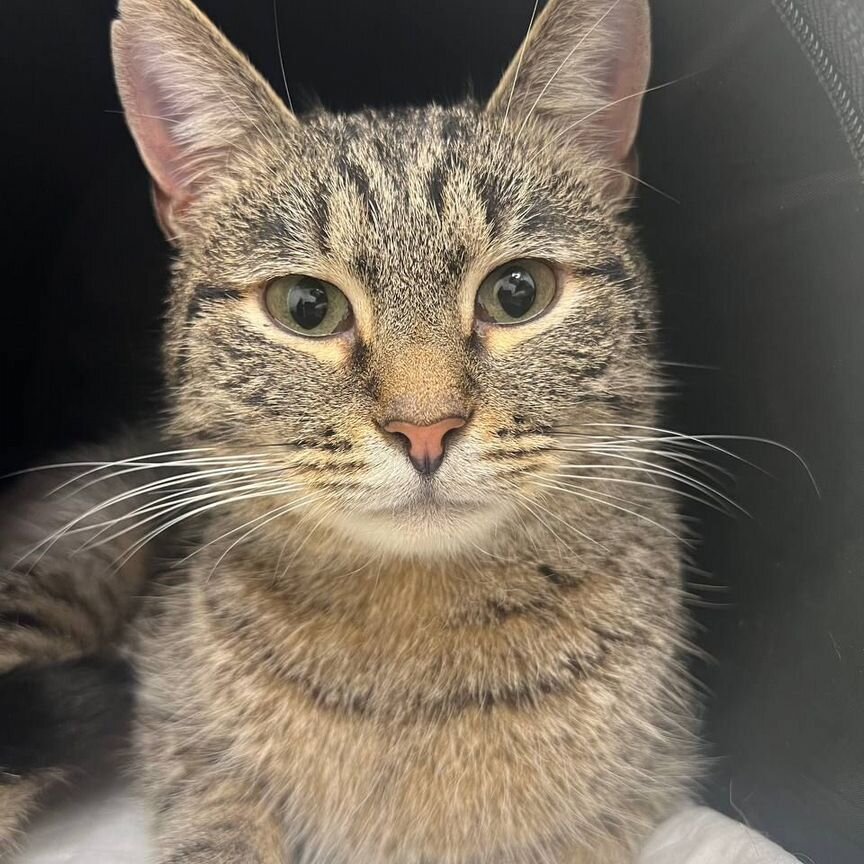 Кот Матросов ждёт заботливые руки