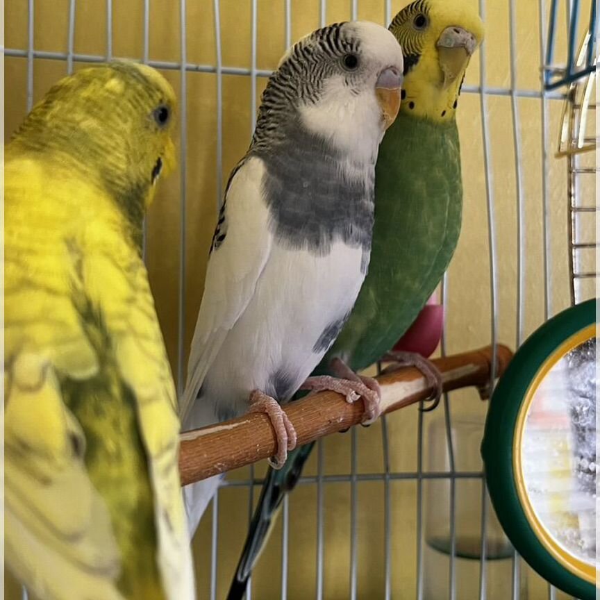 Попугай вместе с клеткой
