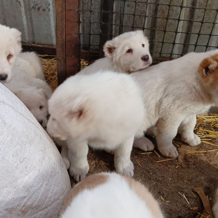 Среднеазиатская овчарка, щенок