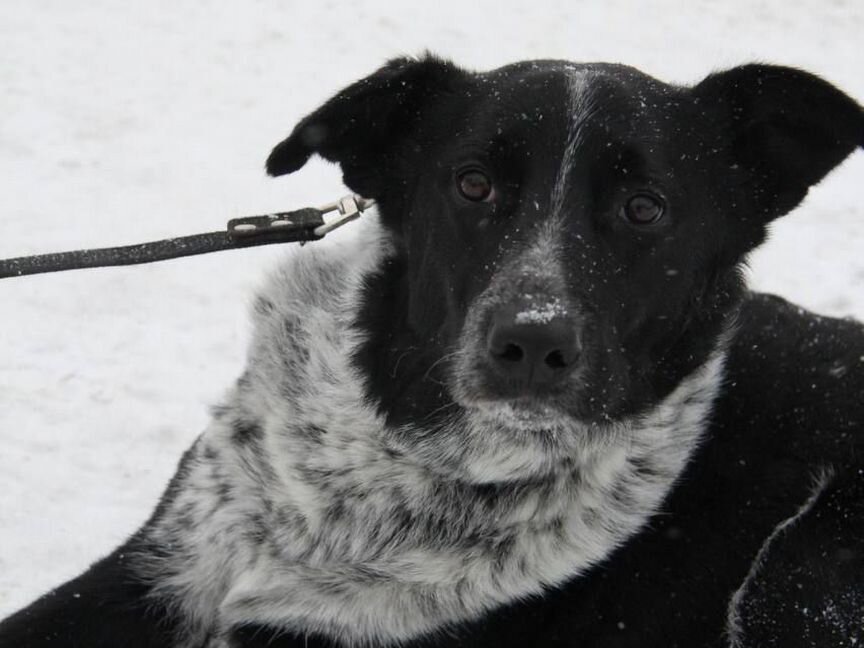 Собака в добрые руки отдам бесплатно
