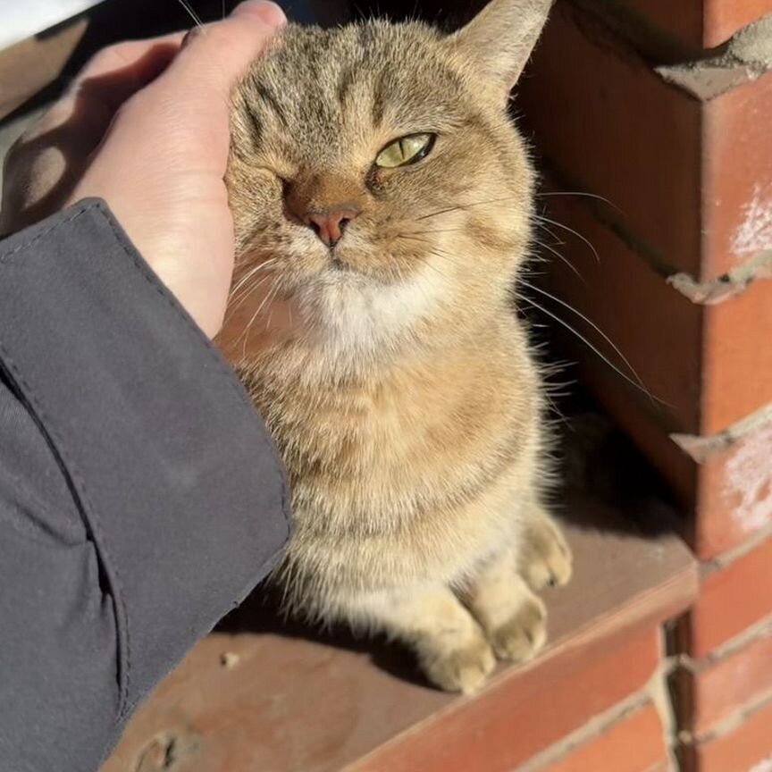 Кошка в добрые руки