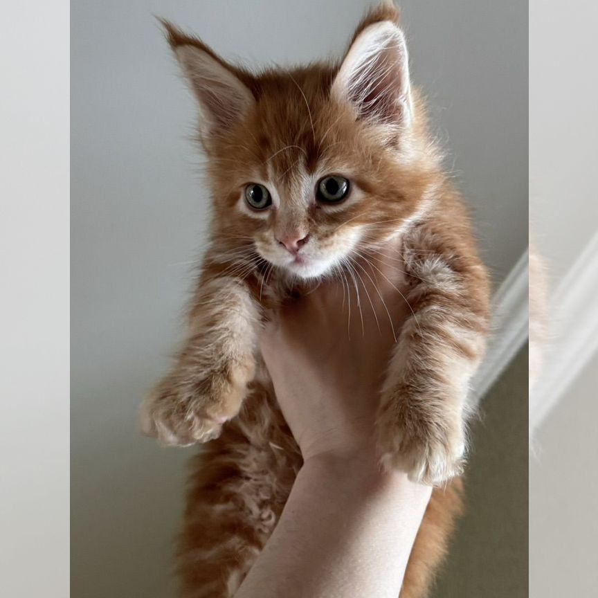Котята мейн-кун рыжие и рыже-белый