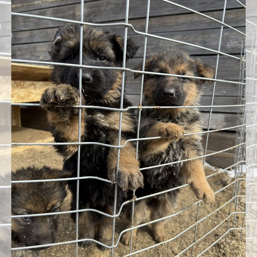 Немецкая овчарка, щенок