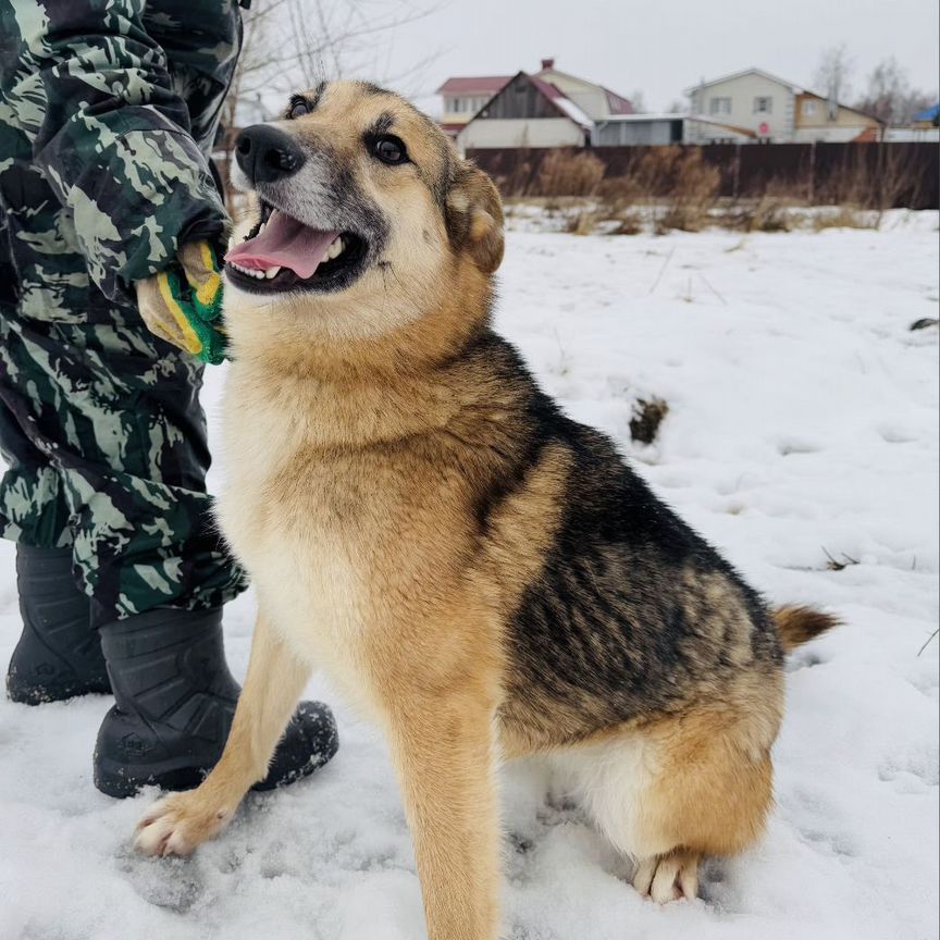 Удивительная собака